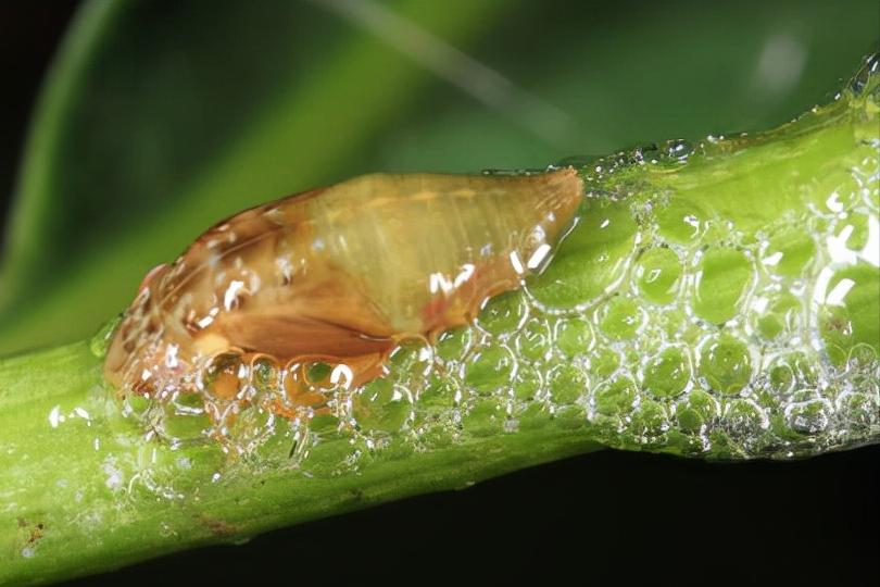 The "white momo" on the plant leaves, the old rural people say it is ...
