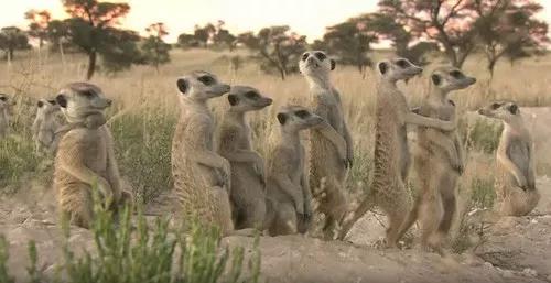 Meerkats love to eat poisonous snakes, wear sunglasses, and look like ...