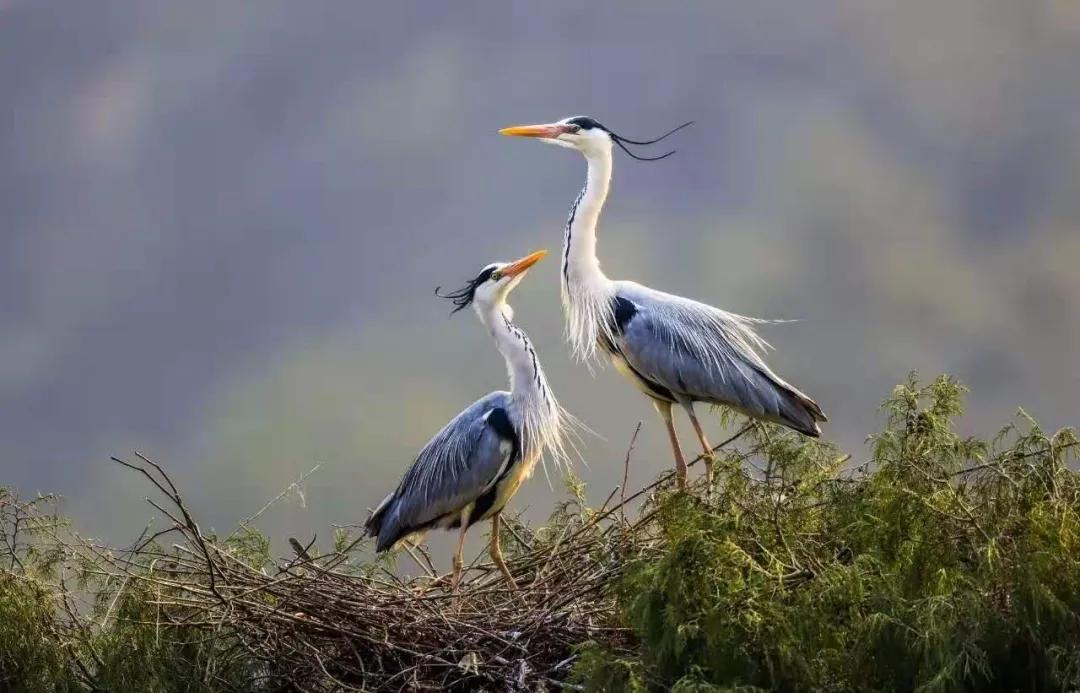Qinyuan, a poetic habitat - iNEWS