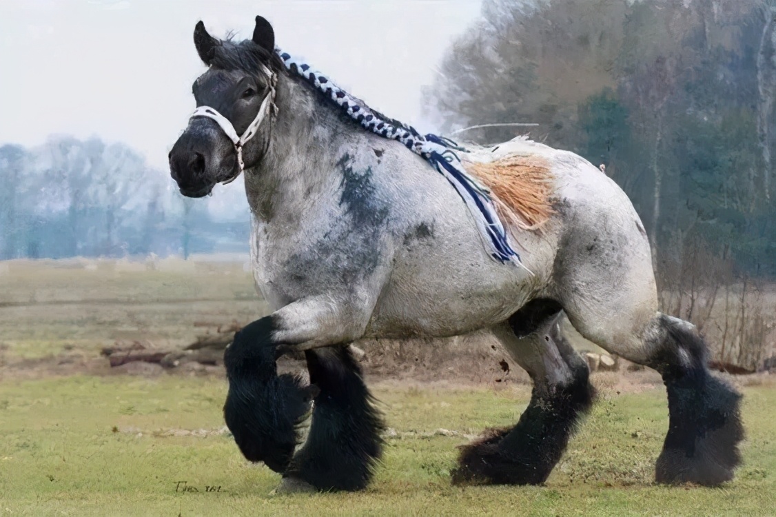 A lean camel is bigger than a horse?This is really uncertain, just look ...