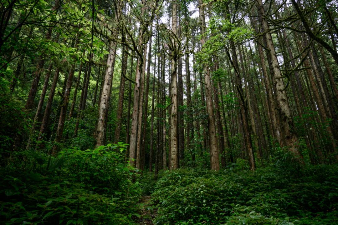 In the Tengchong section of Gaoligong Mountain, there is the largest ...