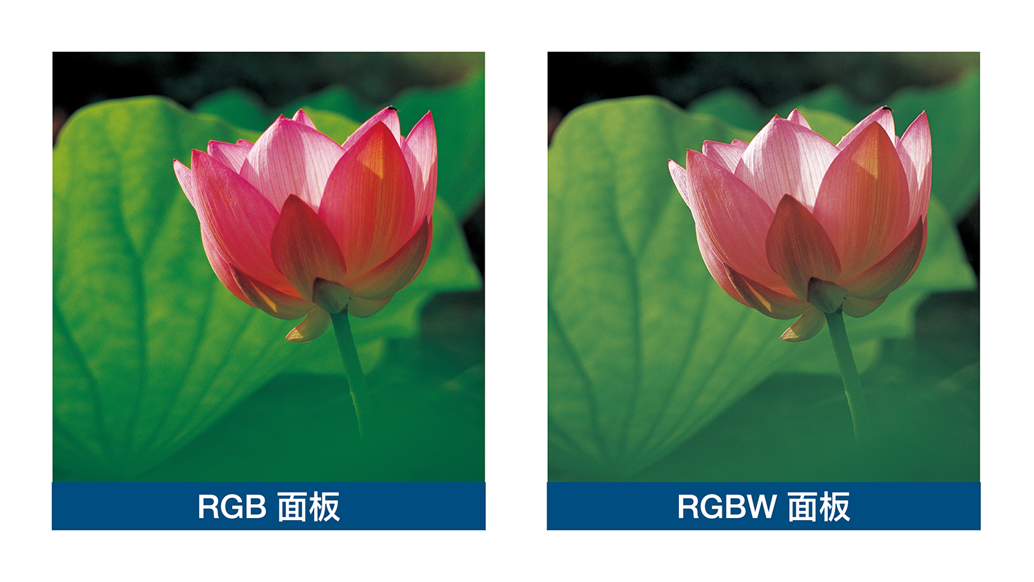 Real and fake 4K screen? stop fighting - iNEWS