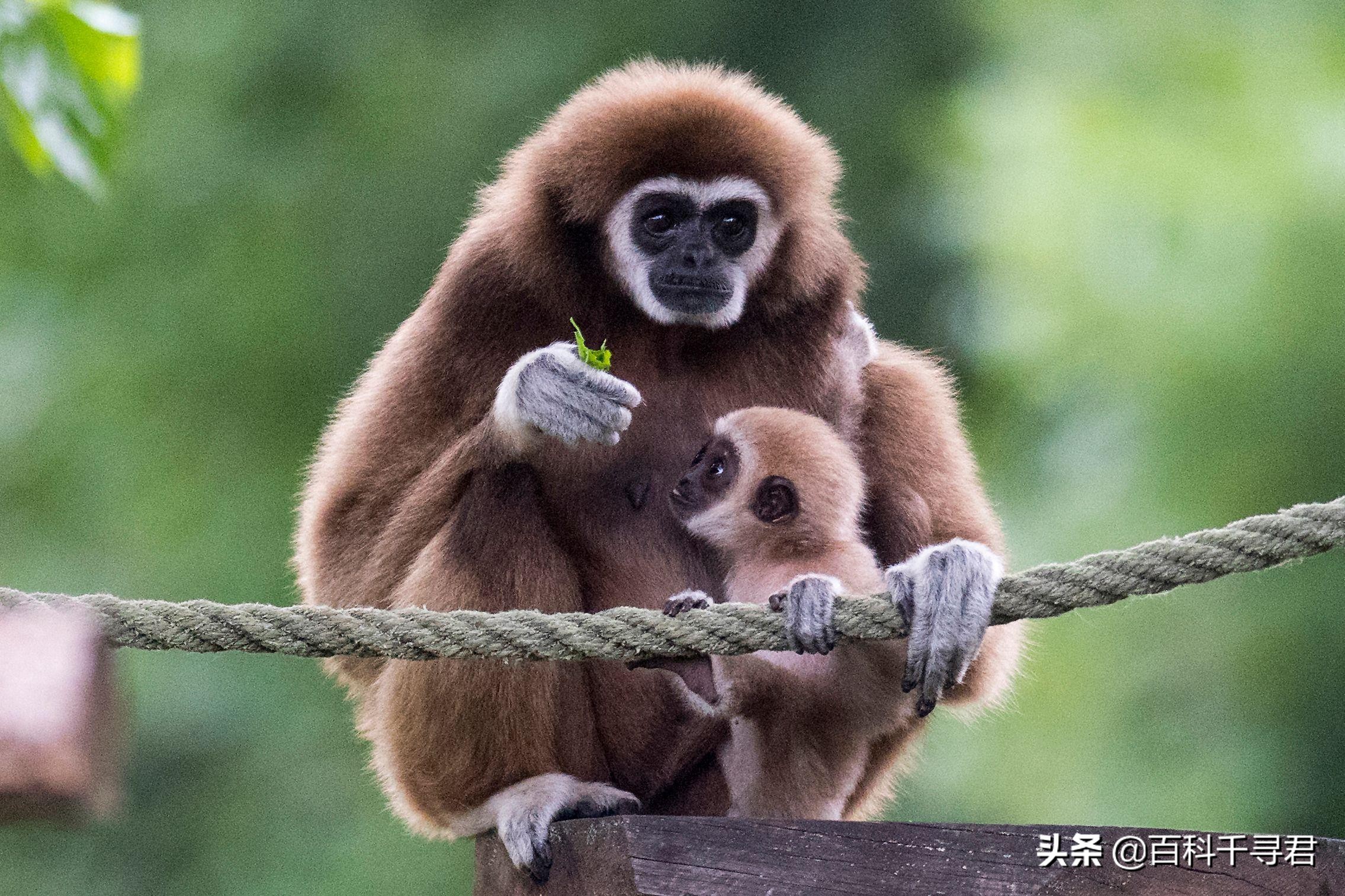 The legend of "savages" in China is not unique, but blossoms everywhere ...