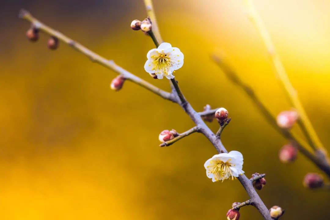 The 10 most classic poems of Lu You are patriotic and tender. Every ...