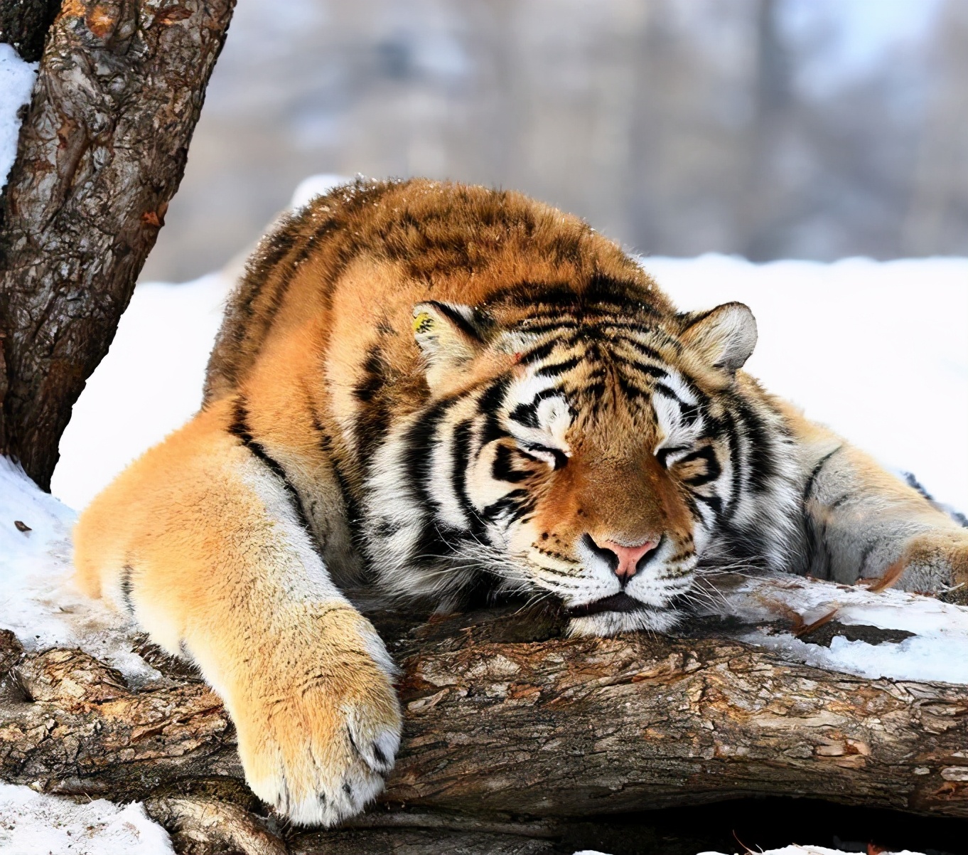 What are the consequences if the tiger disappears from the earth?The ...