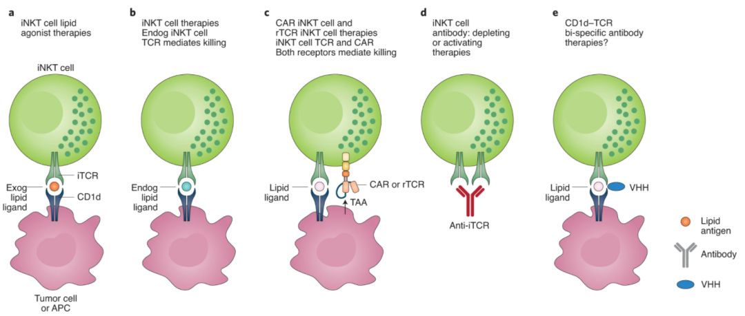 iNKT cell therapy "recruits"-bispecific antibodies - iNEWS