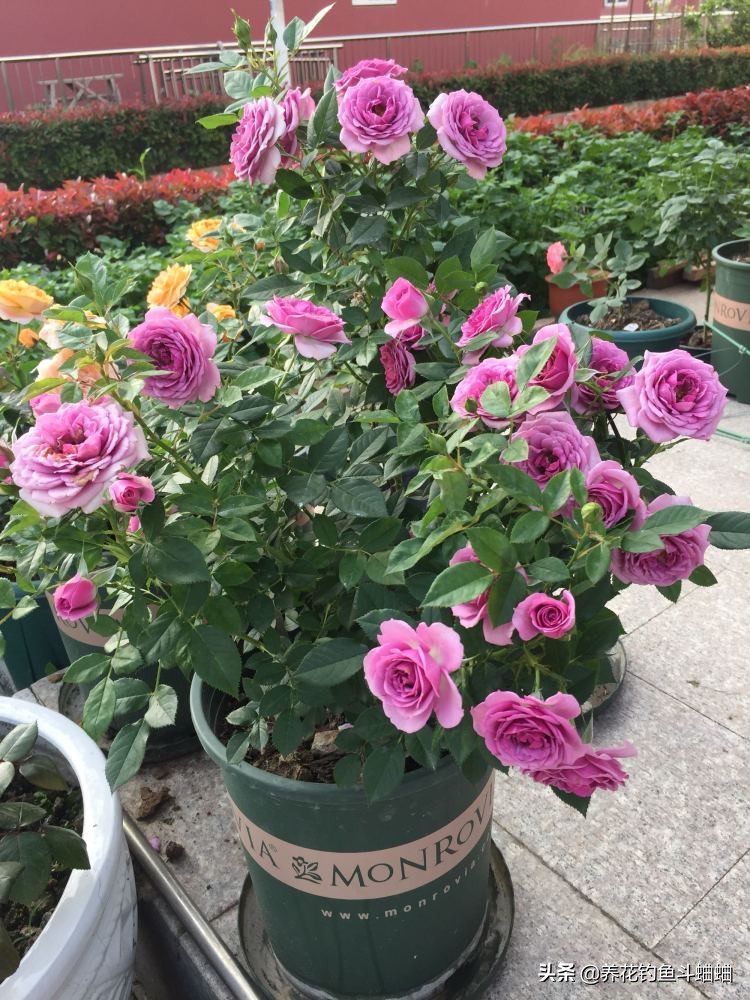 The rose "Mercury King" pulled down from the altar can survive by ...