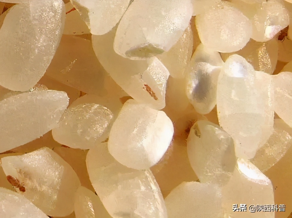 Where did the bugs in the rice noodles come from? Can I eat rice ...