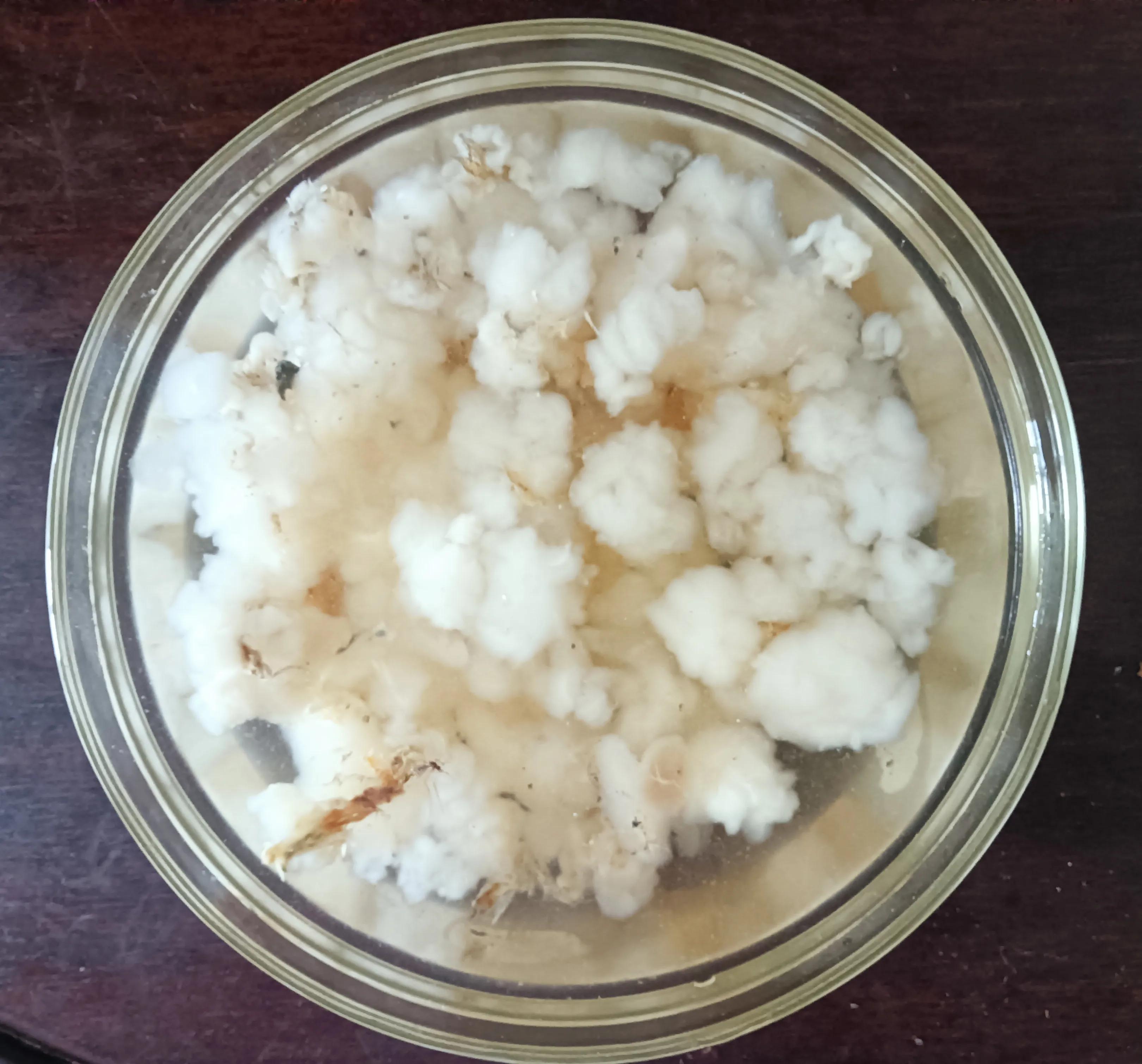 Hashima stewed in coconut milk is a delicious dessert that means good ...