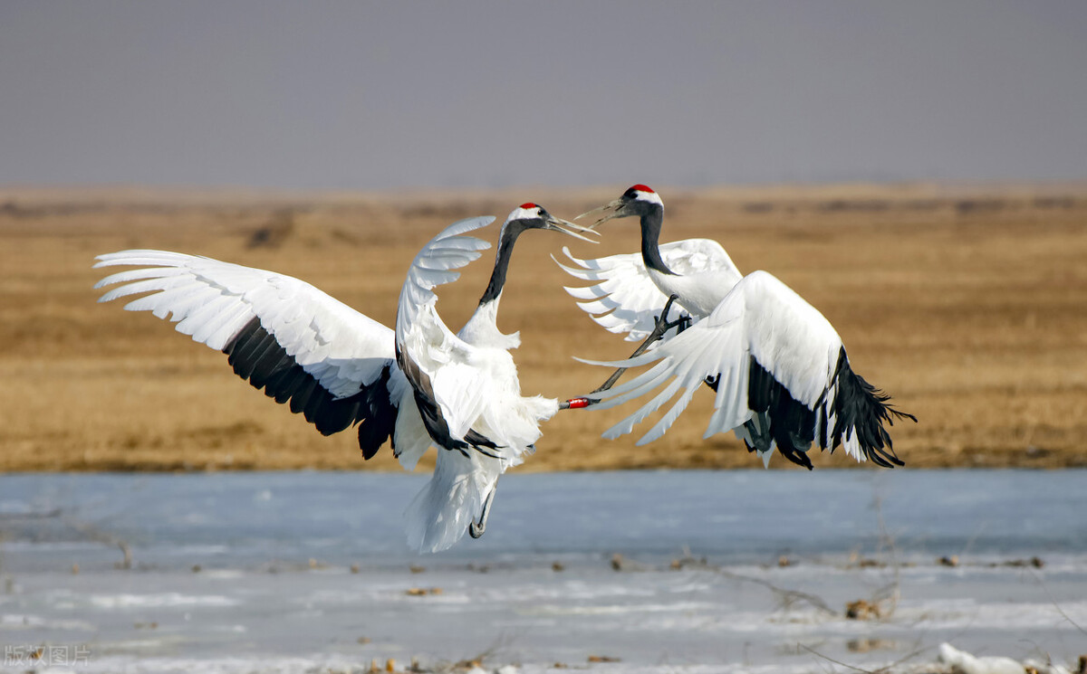 Bald crane?Is the crest of a red-crowned crane caused by hair loss?How ...