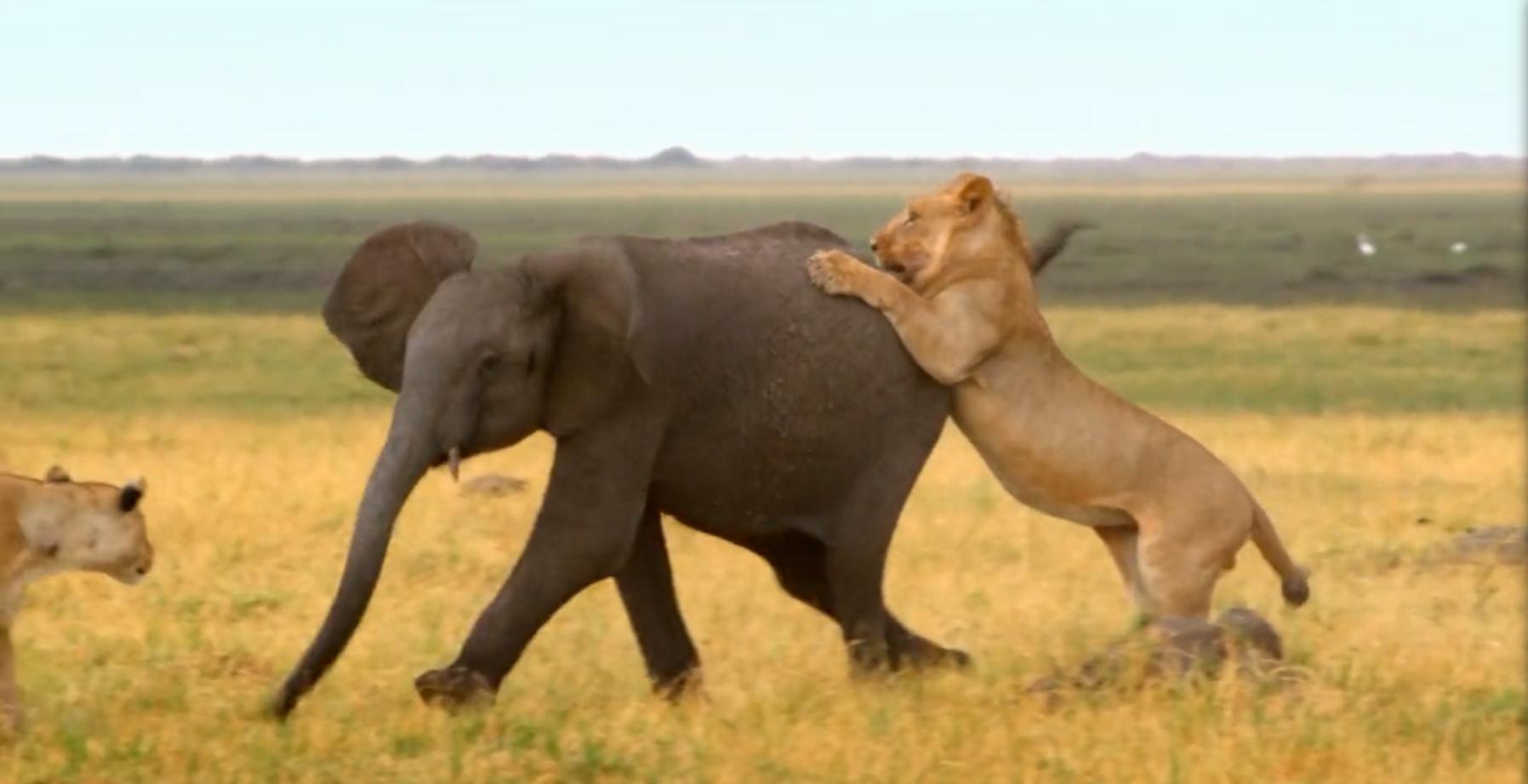 The lions were hungry and attacked the elephants collectively. The ...