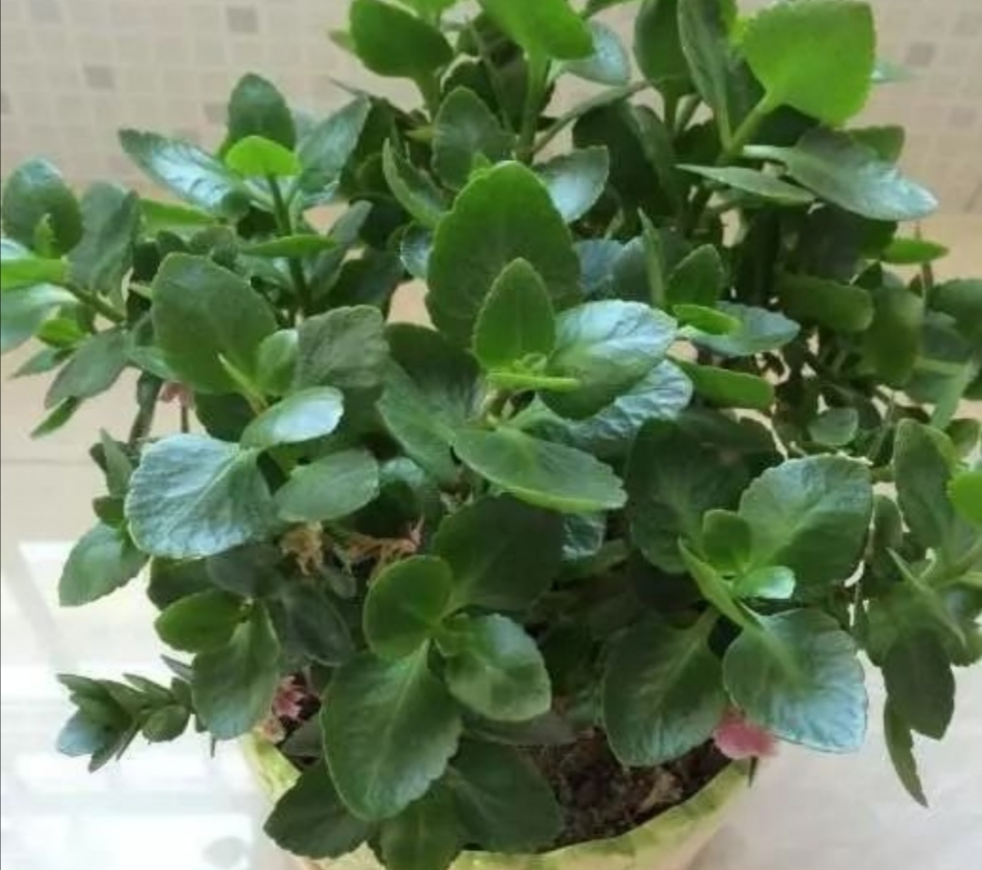 The longevity flower has been dormant, do 4 "don'ts", spend the summer ...