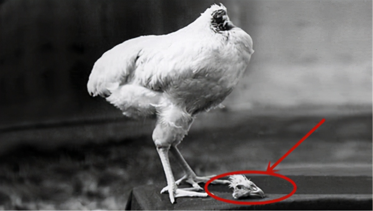 The headless chicken lives for 18 months, can run, jump, and eat, as ...