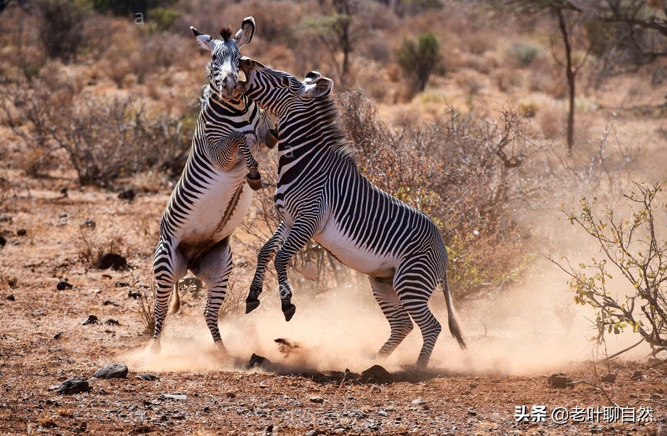 The marriage customs of zebras, interesting knowledge has increased - iNEWS