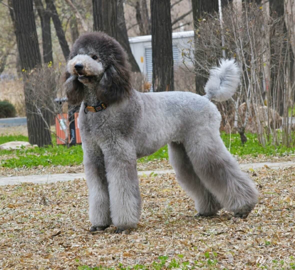 The "local tyrant dog" in the dog world always exposes your economic ...