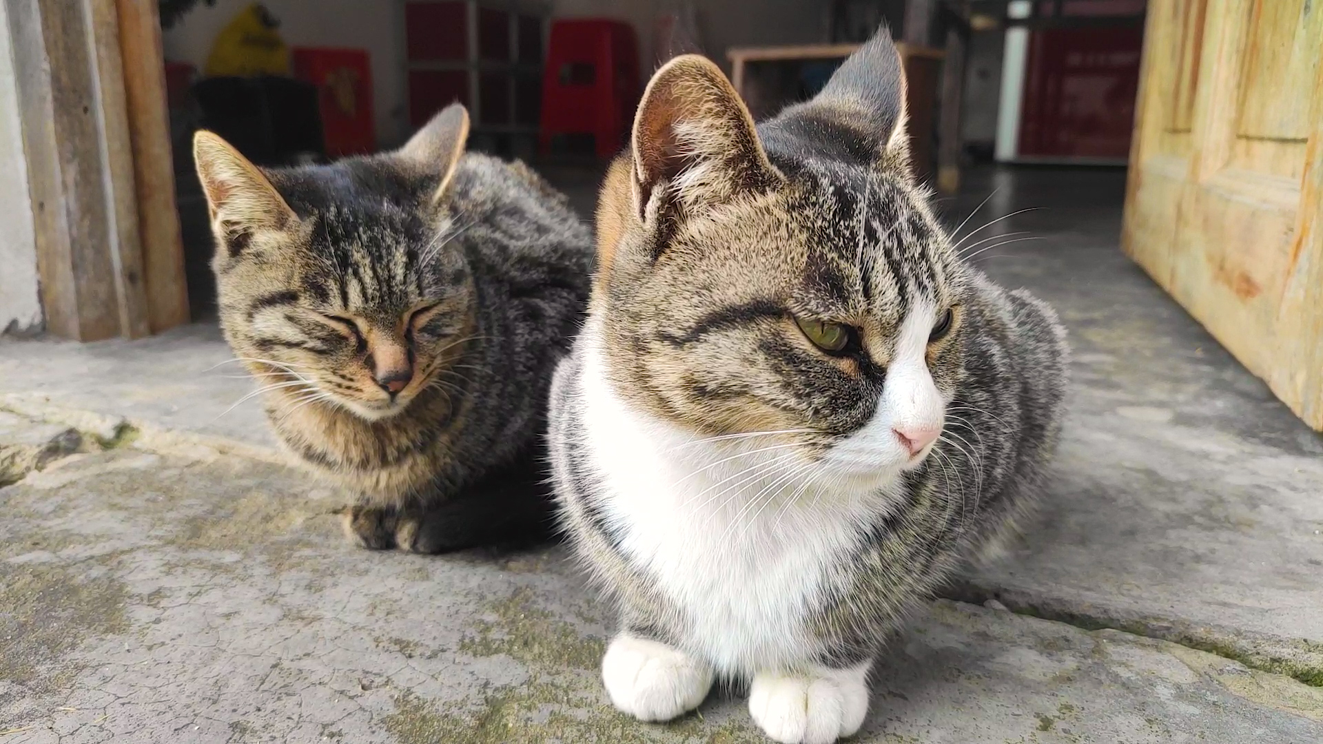 There are three, six or nine grades for cats. See what rank your cat is ...