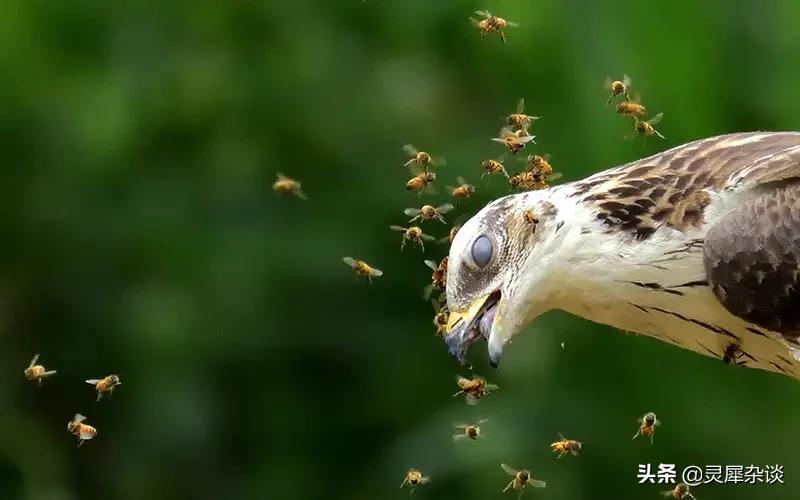 The eagle is among the ten thousand enemies, dare to single out the ...