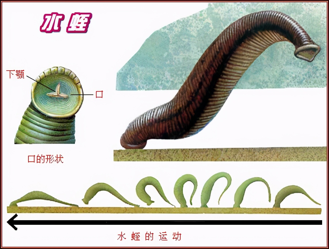 If a leech is accidentally eaten into its stomach, can it survive and ...