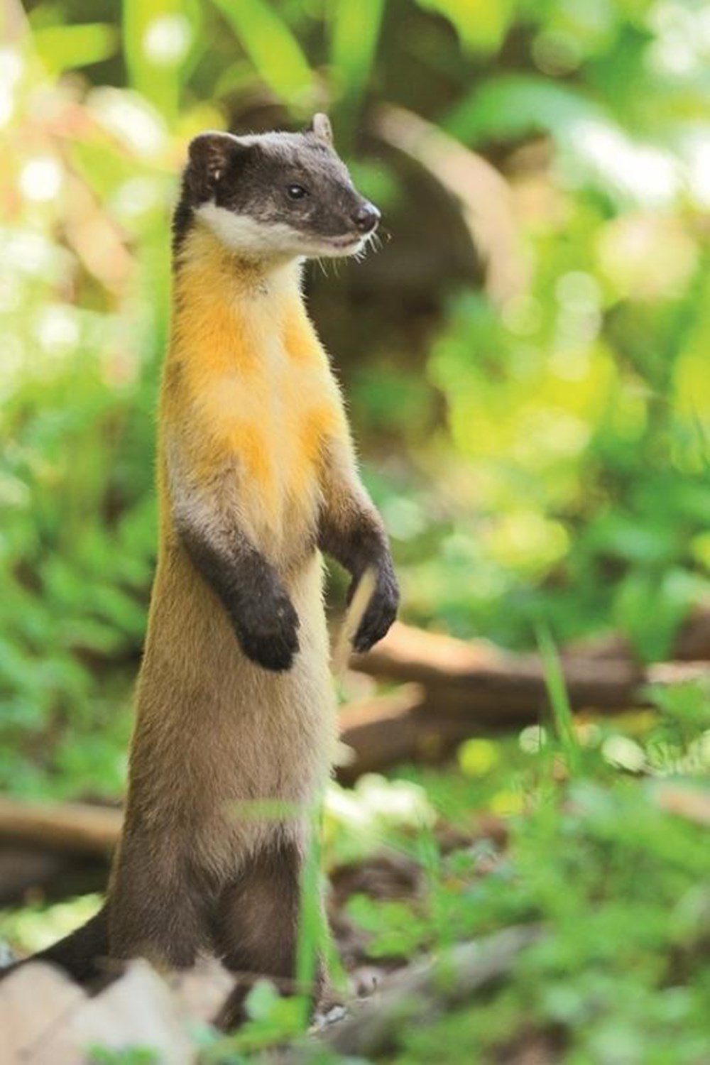 A yellow-throated mink appeared in Changbai Mountain, besieging a roe ...