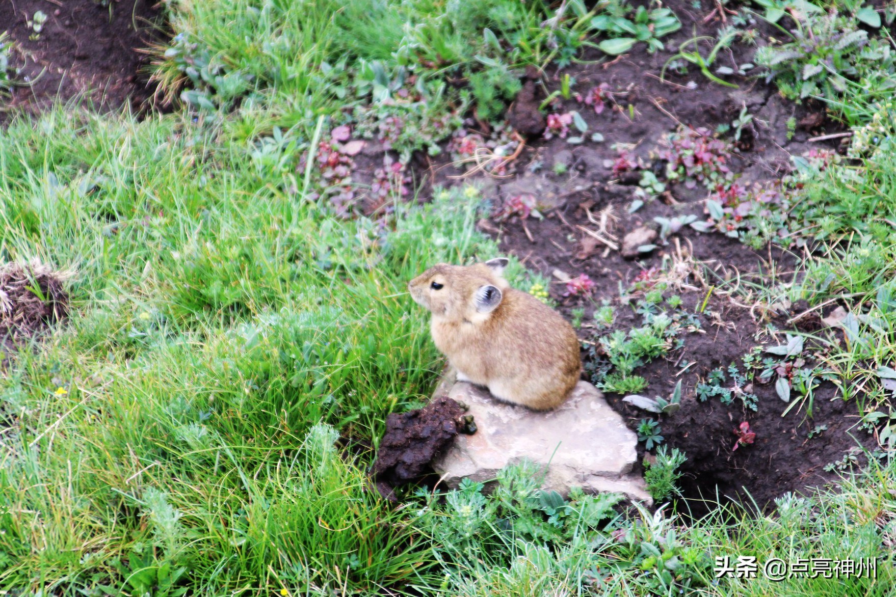 What is the chubby "big mouse" on the Qinghai-Tibet Plateau?They were ...