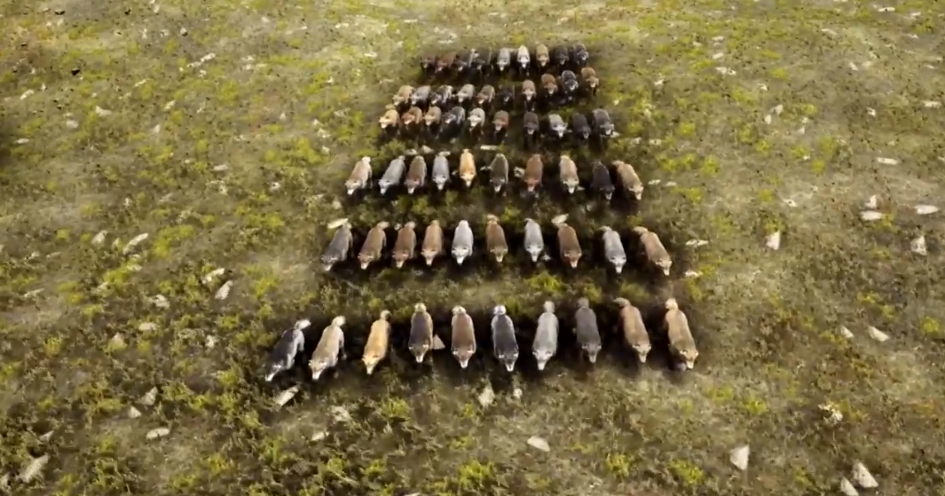 The anchor started the wolf and pig battle in "Ark Survival and Evolved ...