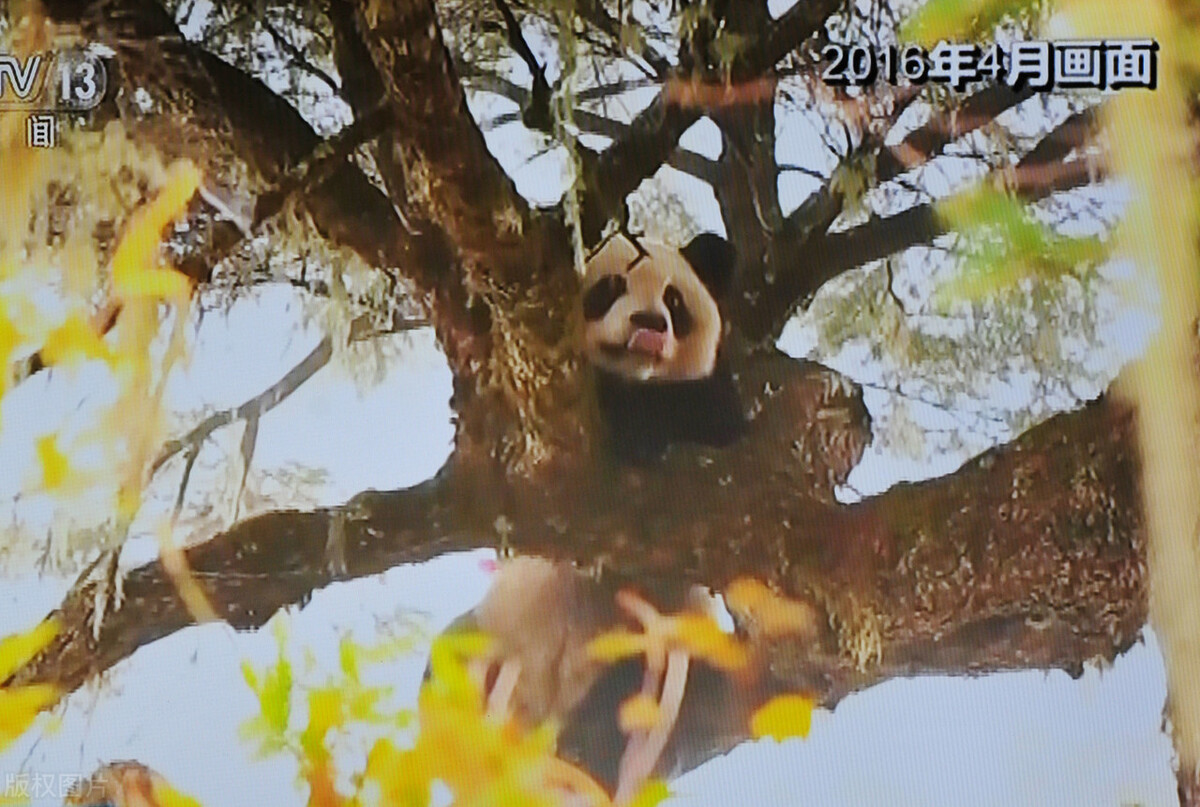 The giant panda is downgraded, can the status of "national treasure" be ...