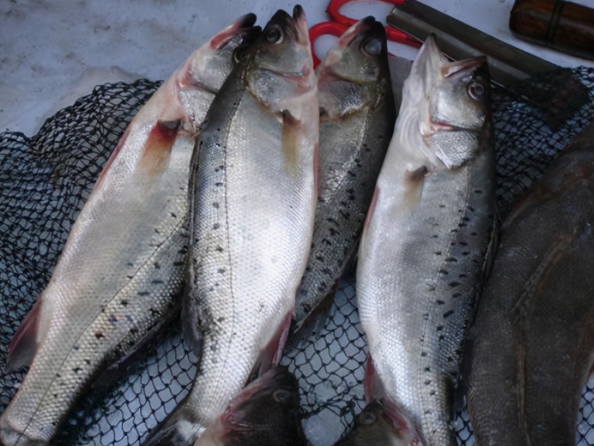 All are bass, what is the difference between freshwater bass and sea ...