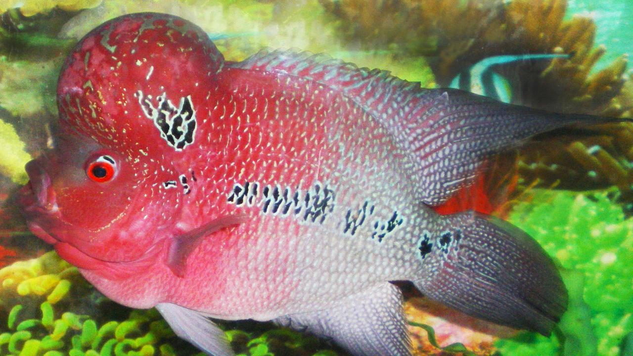 What do Luo Hanyu eat?How to enhance the color of Luohan fish? - iNEWS