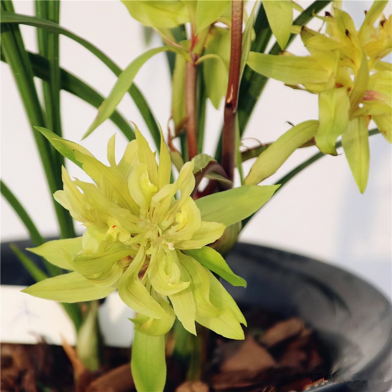 This "Lazy Orchid", you don't need to worry about it, it has a unique ...