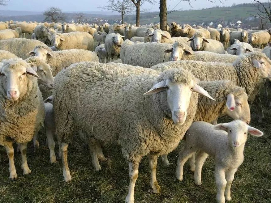 How to use one sheep to make 16 whole sheep feasts that are not ...
