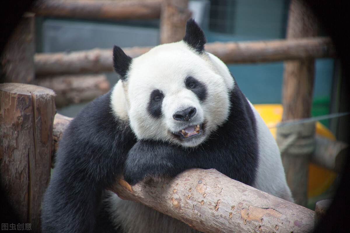 The giant panda, the "shit god" in the animal kingdom: Shit more than ...