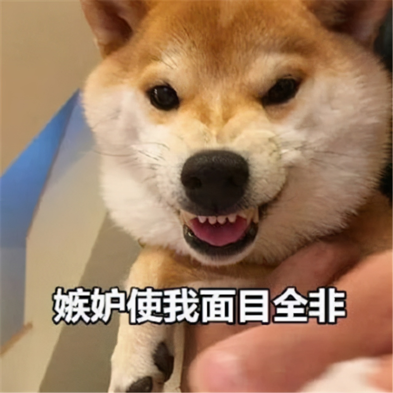 Dogs are born to be careful animals, on the surface they are careless ...