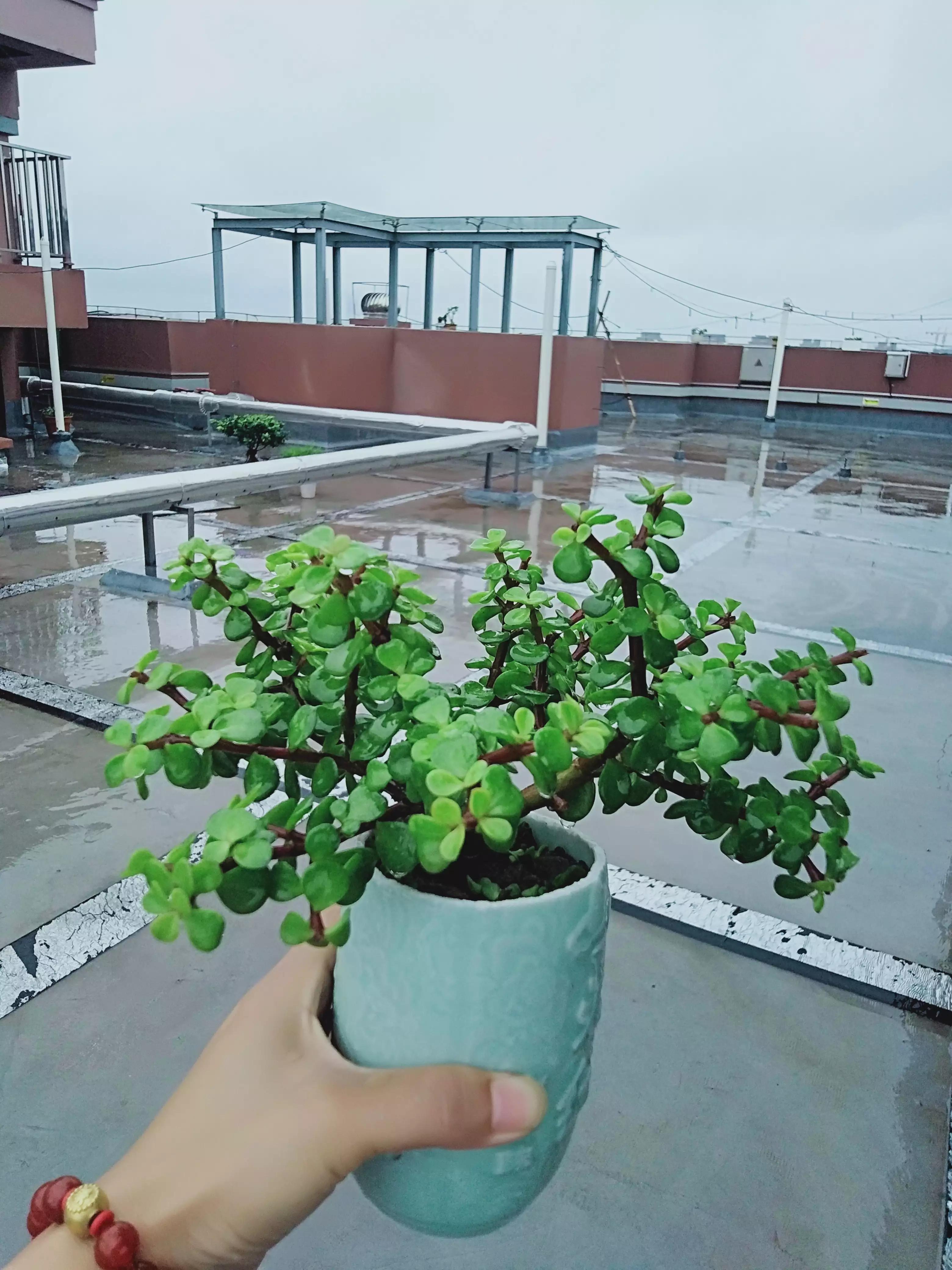 5 kinds of "rich flowers", a pot in the living room, noble and ...